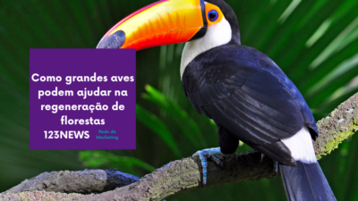 Como grandes aves podem ajudar na regeneração de florestas - 123 News